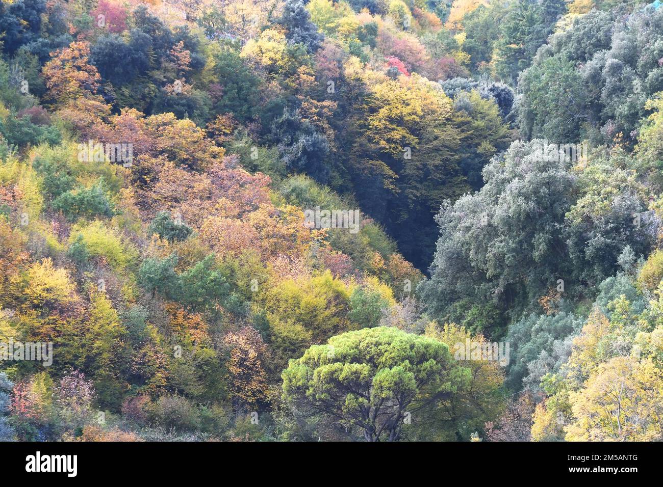 Aerial view dense forest coastal hi-res stock photography and images ...