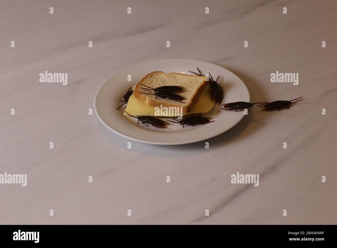 Spooky sandwich with lots of cockroaches Stock Photo - Alamy