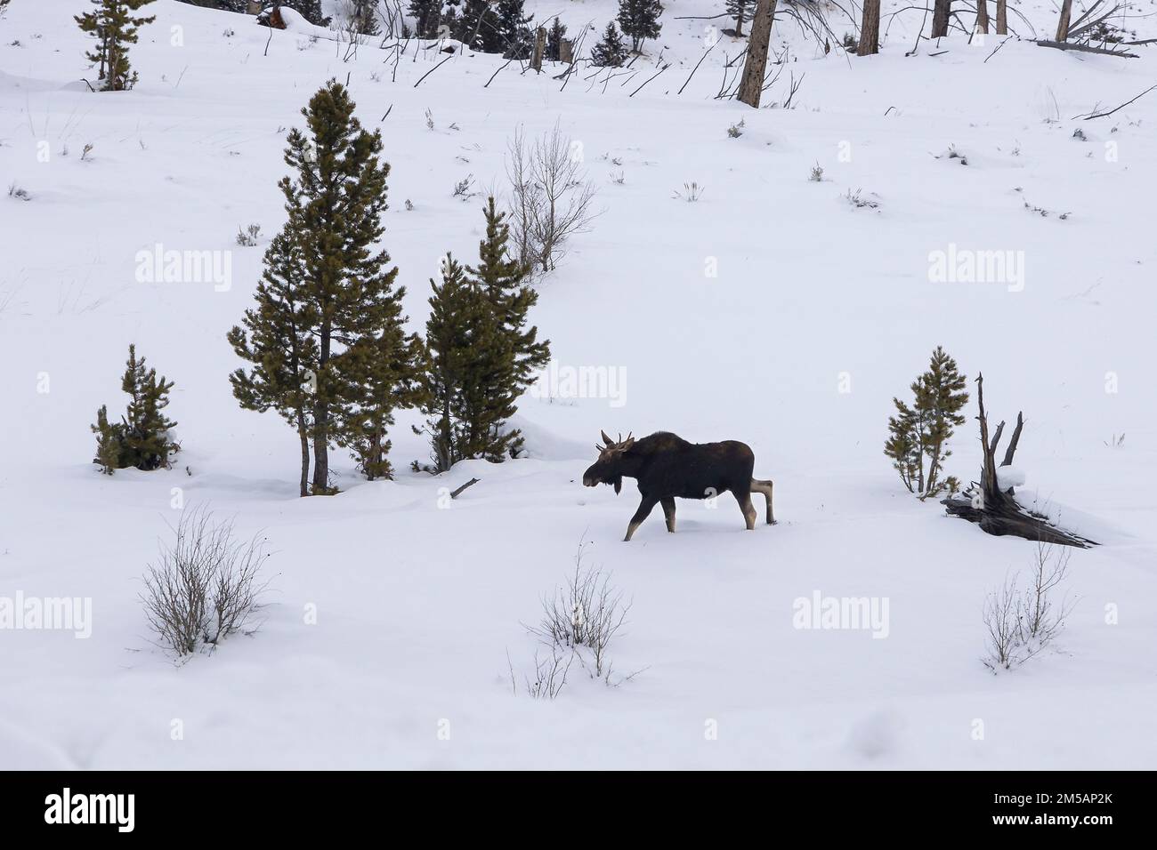 Lamar valley bull moose hi-res stock photography and images - Alamy