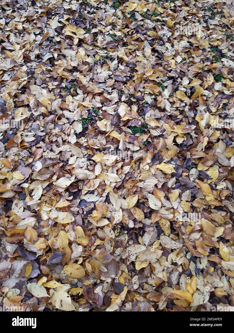 A heap of Autumn leaves falling on the ground Stock Photo - Alamy