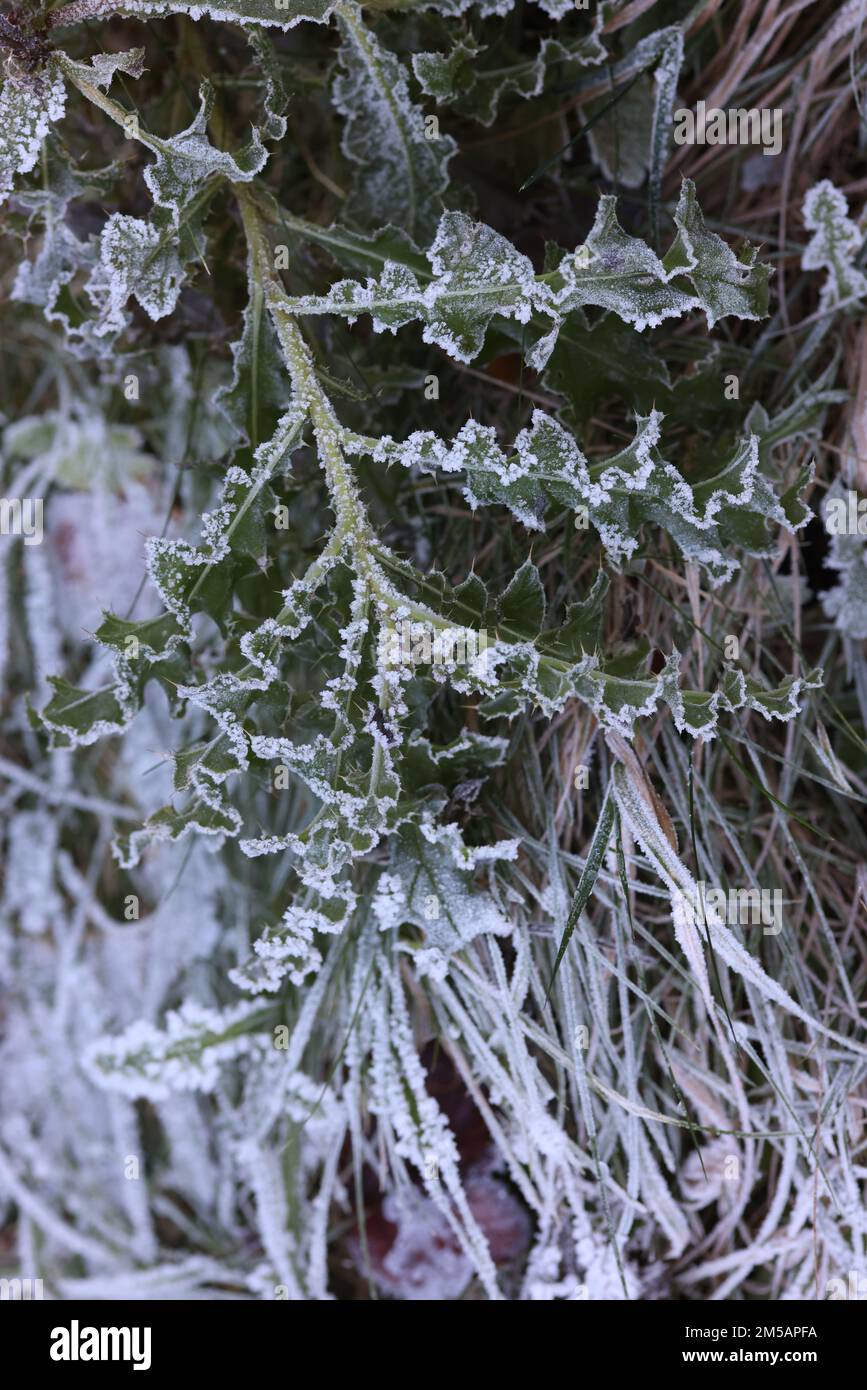 Frozen leaves of plant hi-res stock photography and images - Alamy