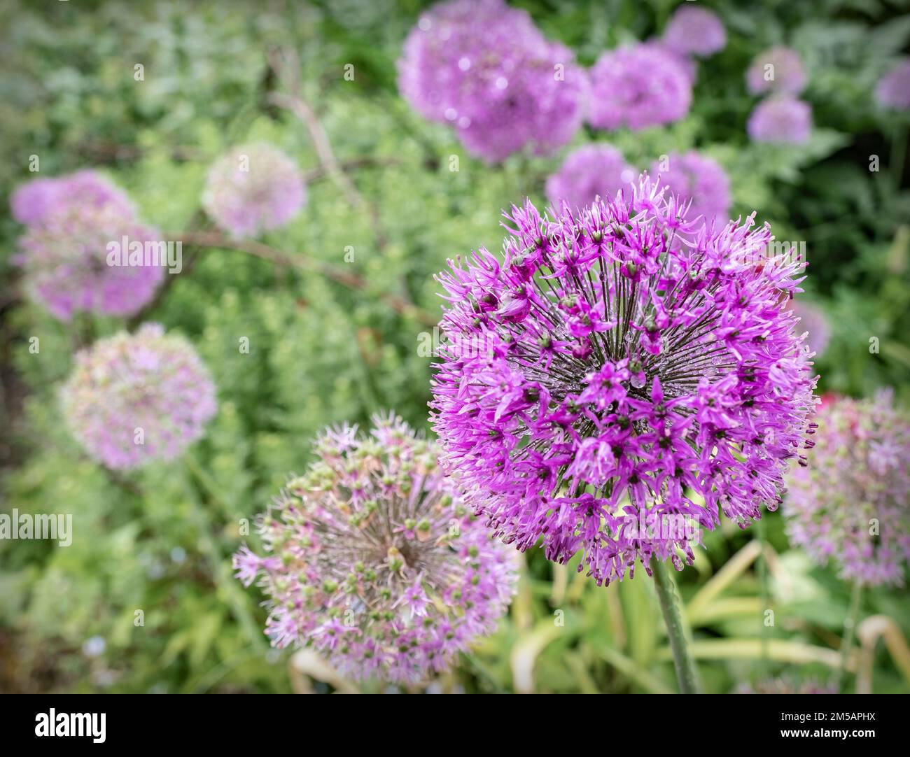 A border full of allium plants after rain at Hidcote Gardens National ...