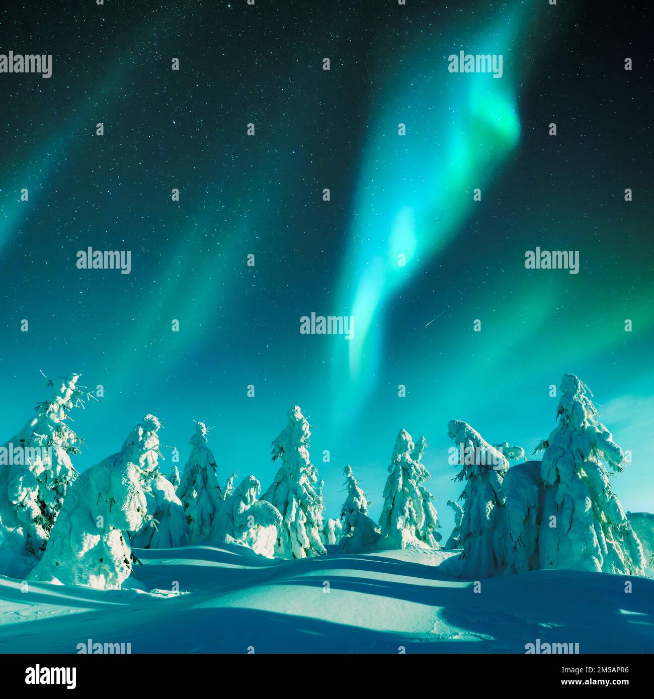 Aurora borealis. Northern lights in winter forest. Sky with polar ...