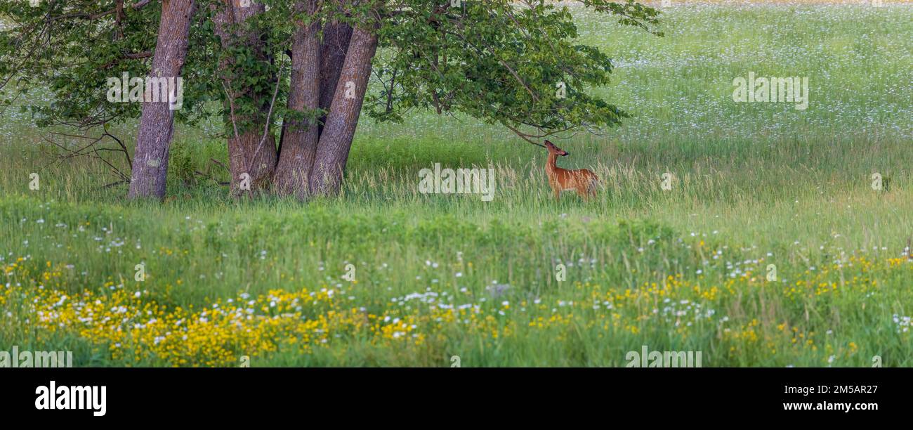White-tailed buck working a licking branch Stock Photo - Alamy