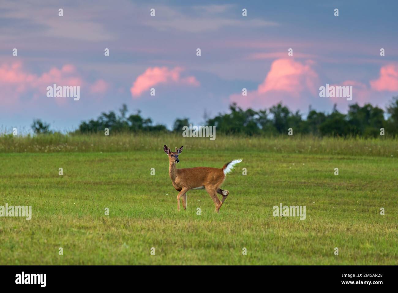 Young white-tailed buck running in a summer field Stock Photo - Alamy