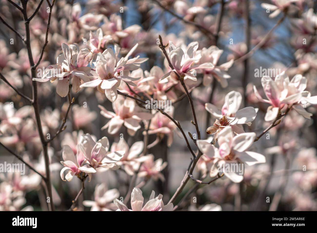 Blooming magnolia in spring against pastel bokeh blue sky and pink background, wide composition ...