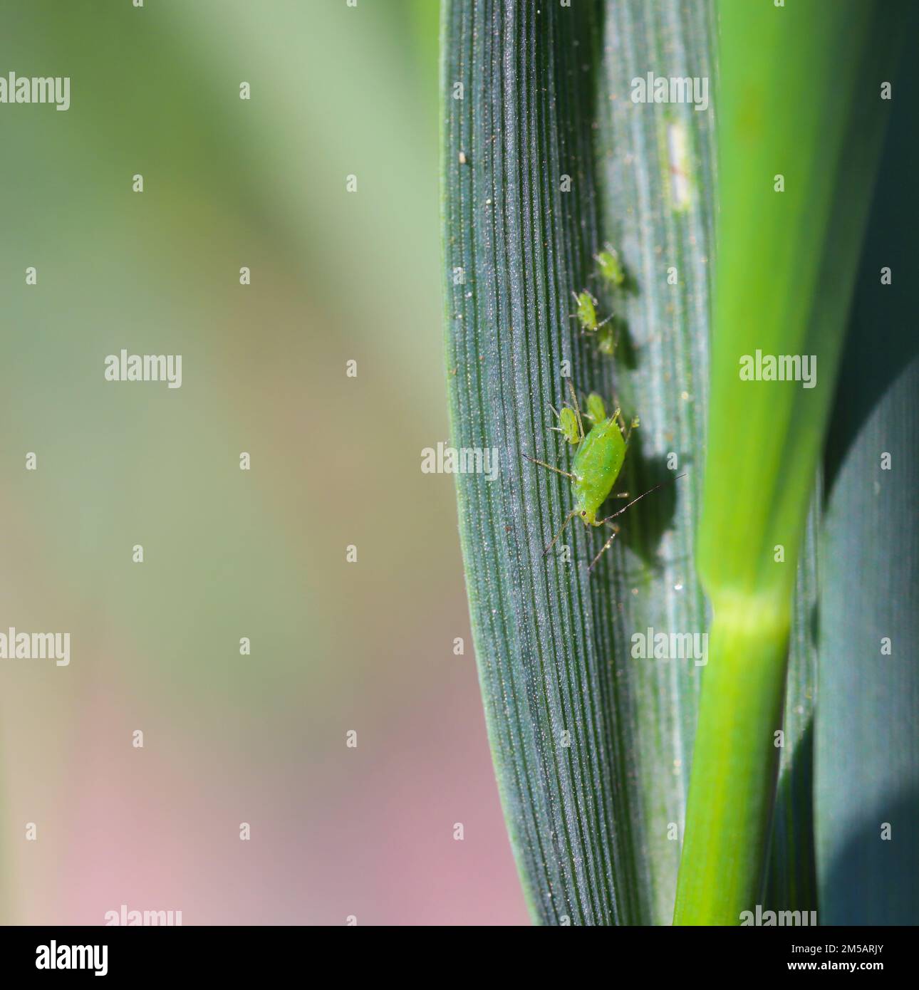 Wingless aphids colony on winter cereals in autumn. Important pests and ...
