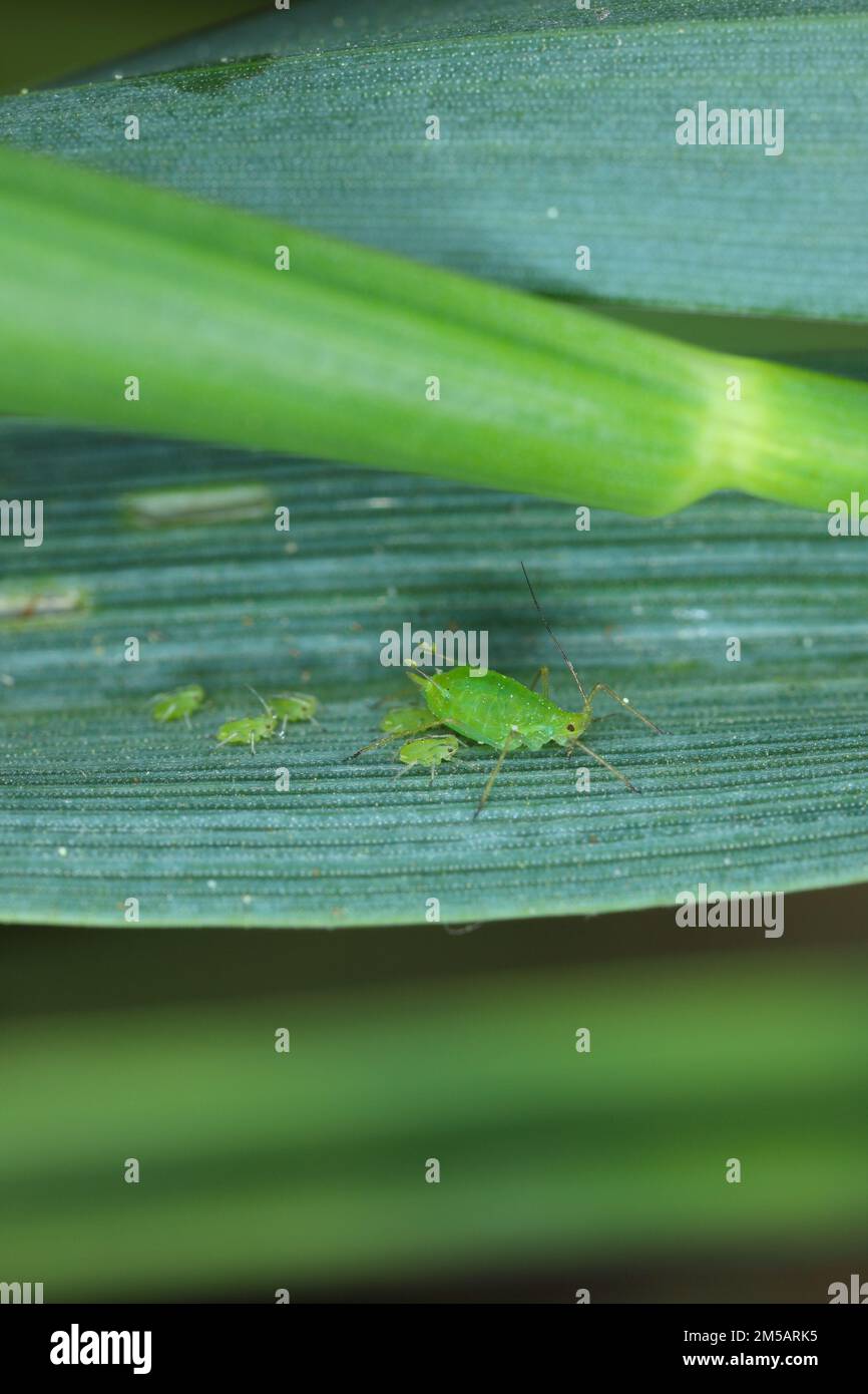 Wingless aphids colony on winter cereals in autumn. Important pests and ...