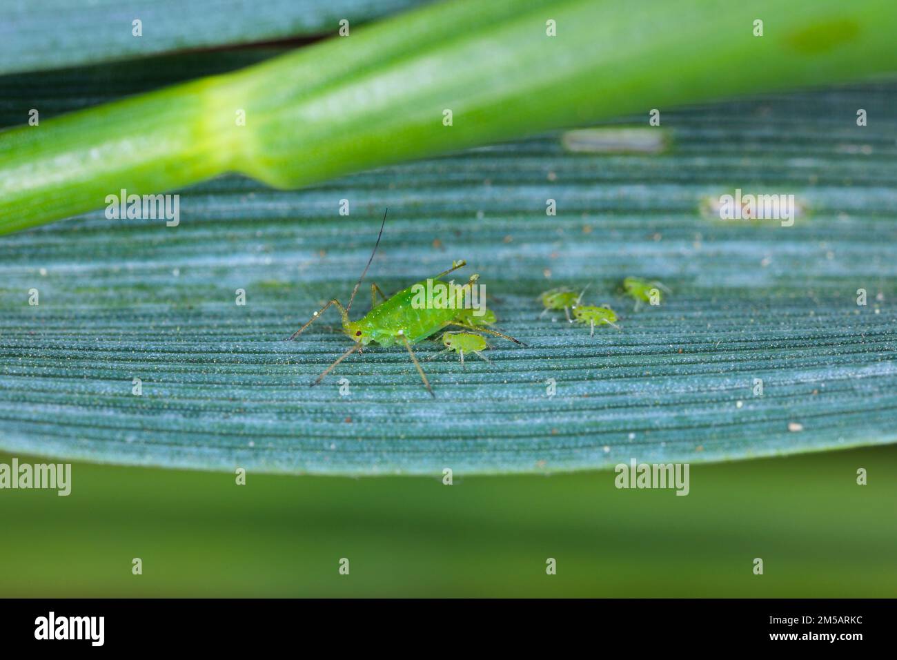 Wingless aphids colony on winter cereals in autumn. Important pests and ...