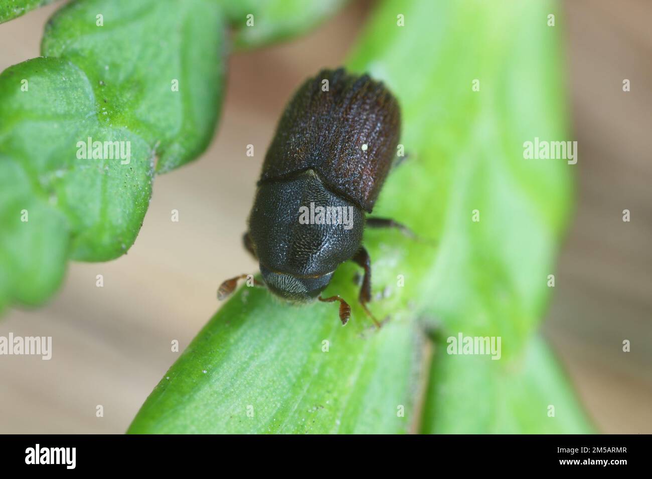 Aubei hi-res stock photography and images - Alamy