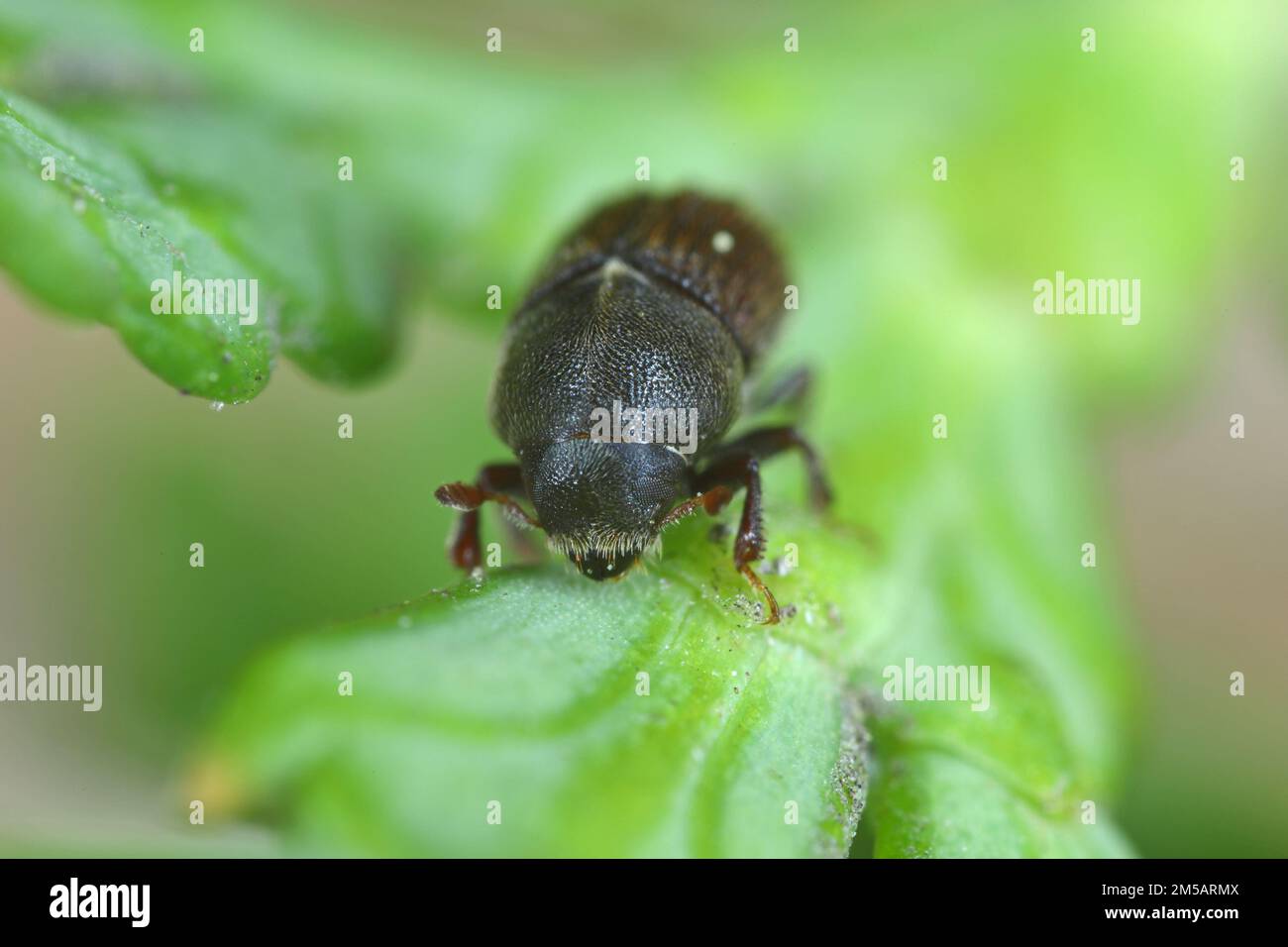 Bark beetle - Phloeosinus aubei. Phloeosinus aubei is a species of bark ...