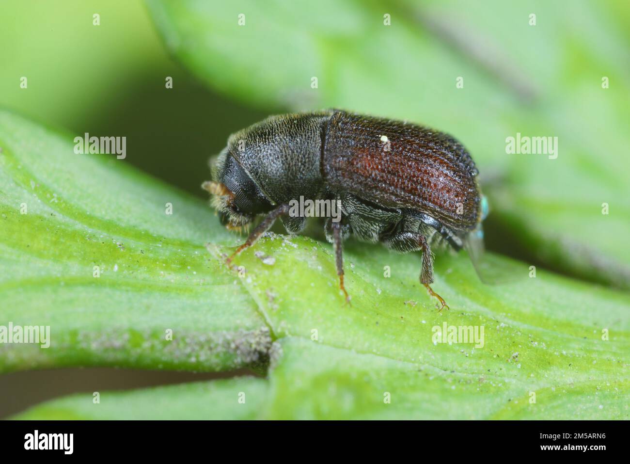 Bark beetle - Phloeosinus aubei. Phloeosinus aubei is a species of bark ...