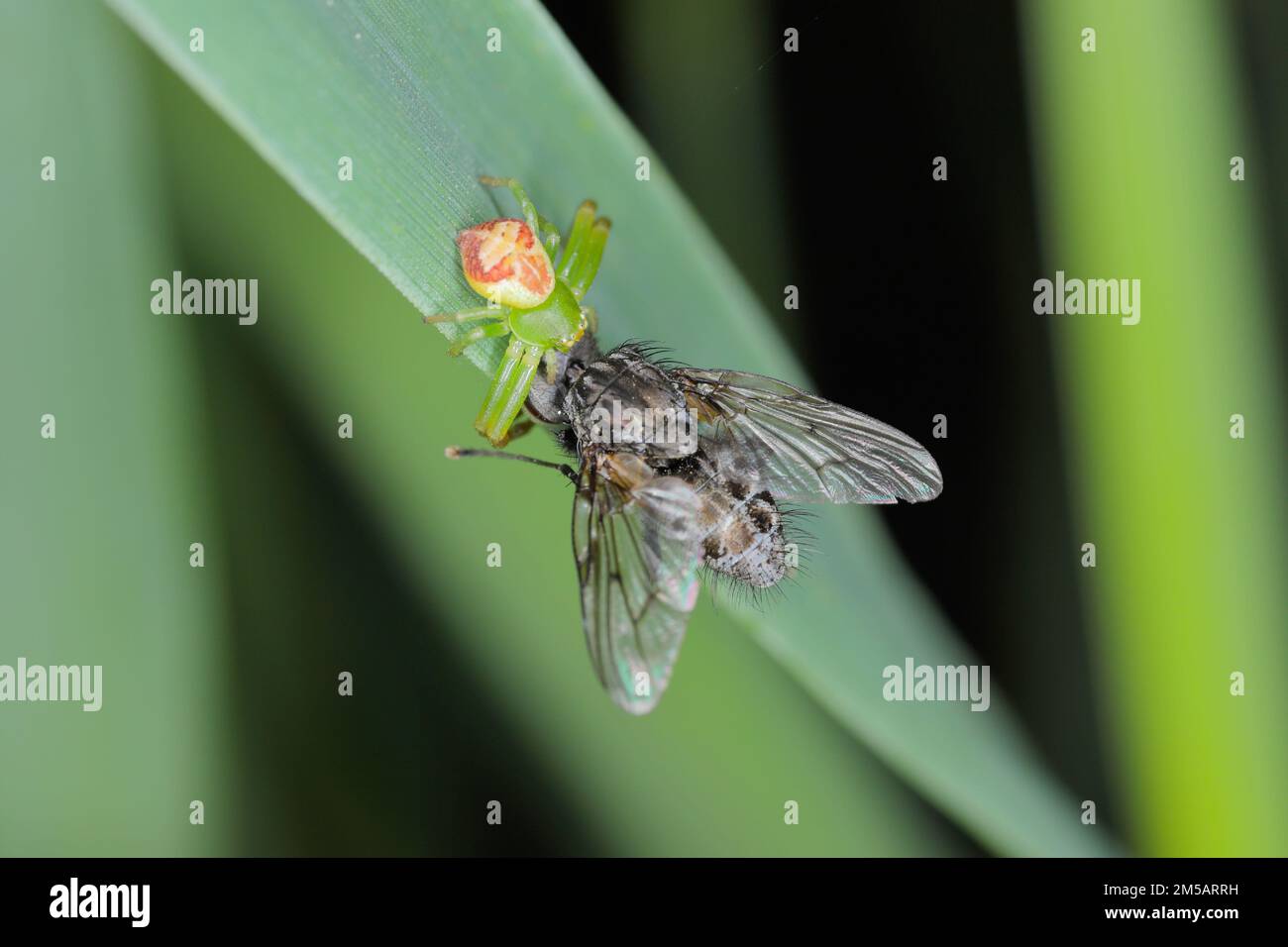 A green spider with a hunted fly Stock Photo - Alamy