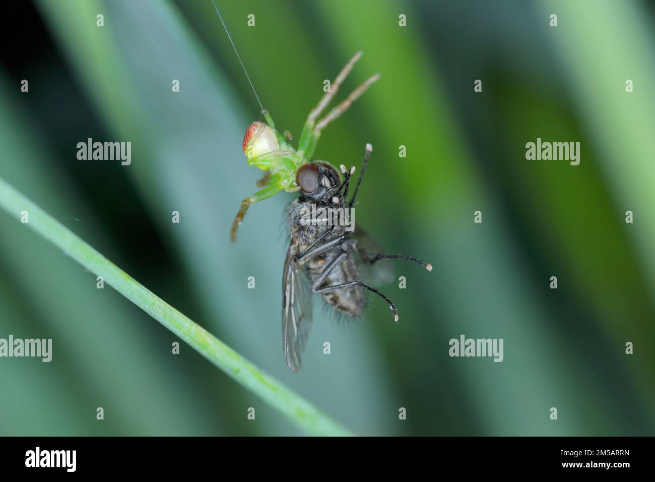 A green spider with a hunted fly Stock Photo - Alamy