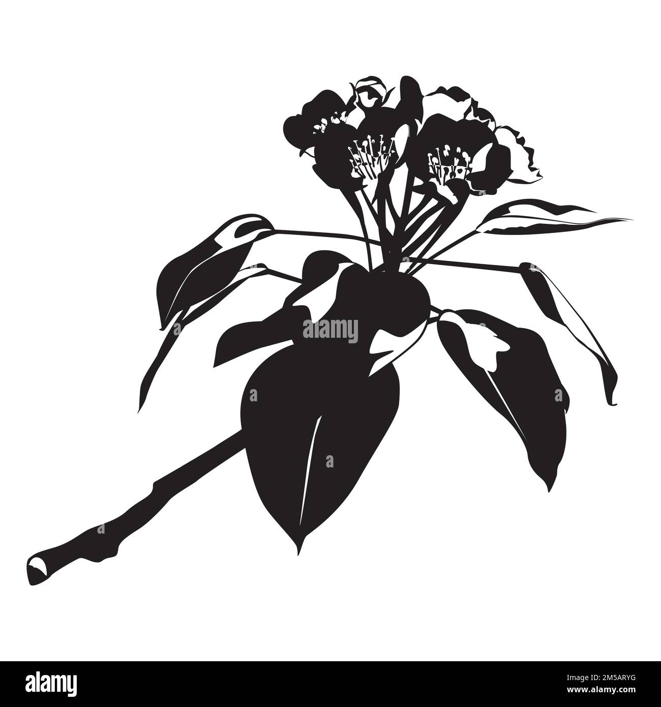 Pear blossom. Flowering pear tree branch, blooming spring nature ...