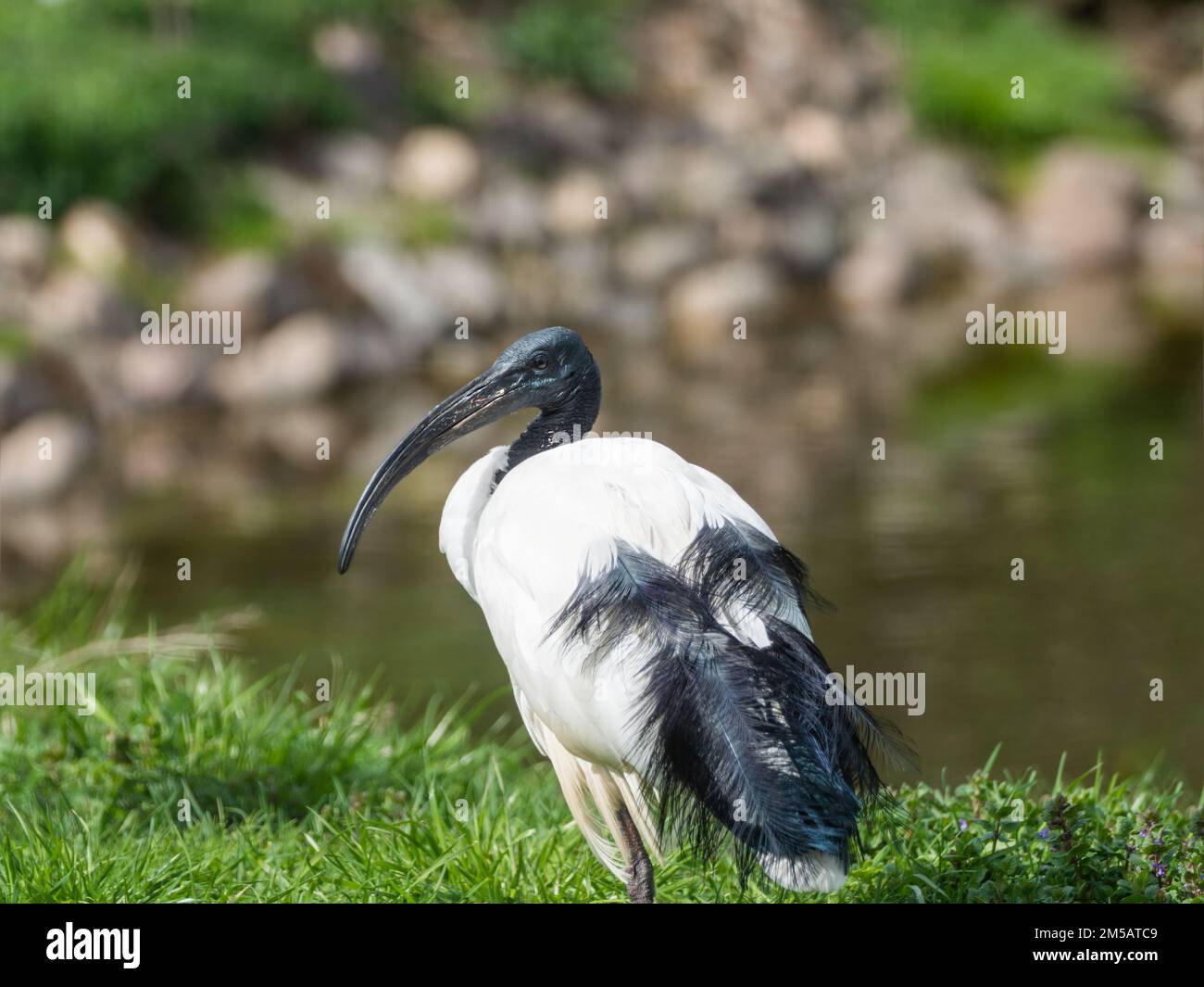 Portrait of African sacred ibis or Threskiornis aethiopicus standing in ...