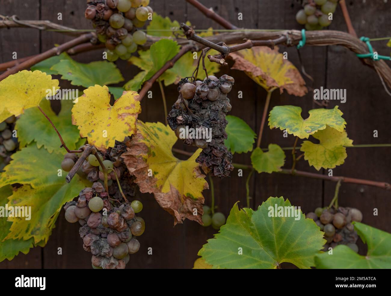 Bunches of rotting grapes hanging on the vine in Autumn turning into ...