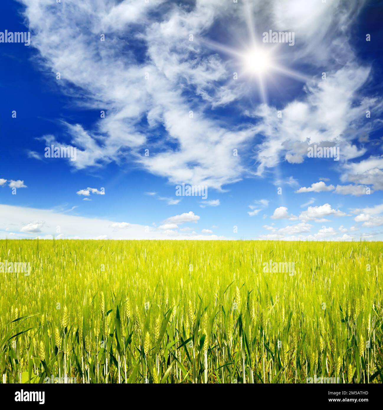 Green wheat field and bright blue sky with sun Stock Photo - Alamy