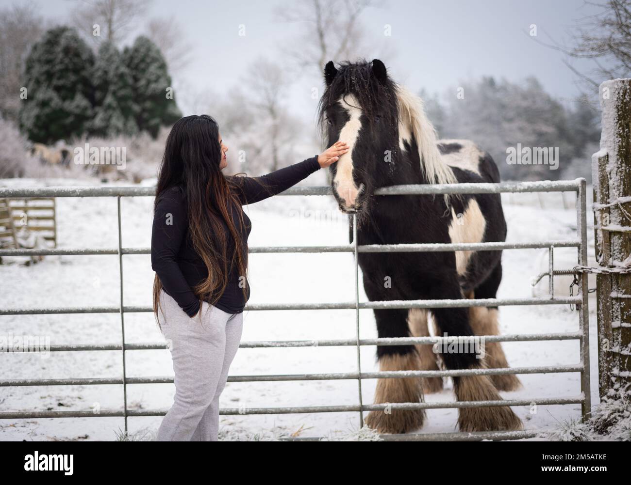 Galineers cob hi-res stock photography and images - Alamy