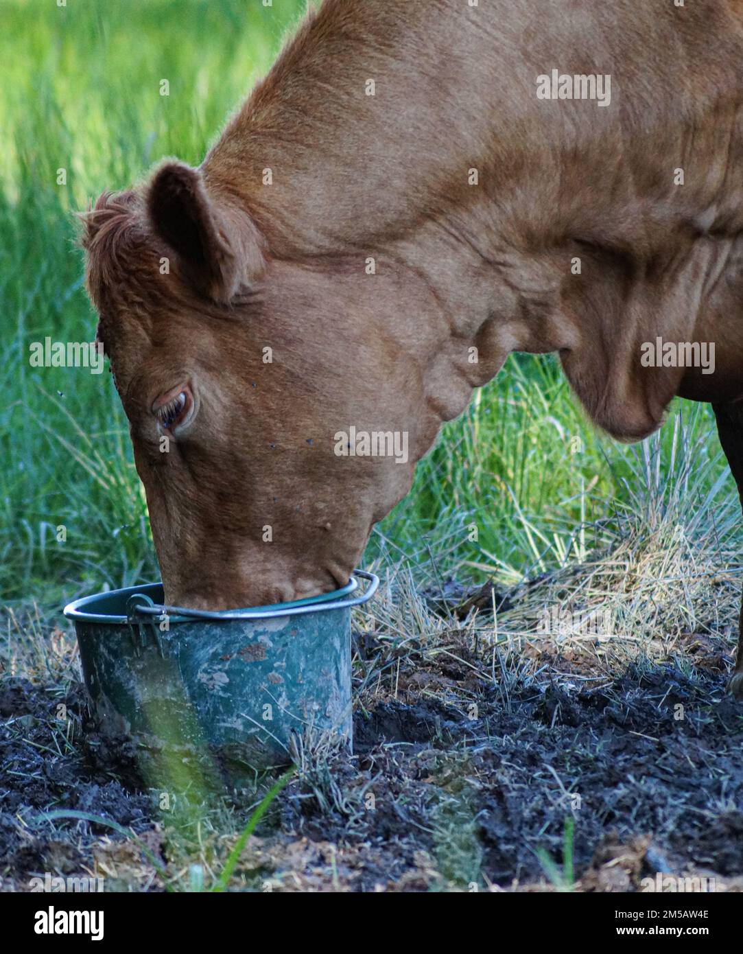 Side view of cow drinking from bucket Stock Photo - Alamy