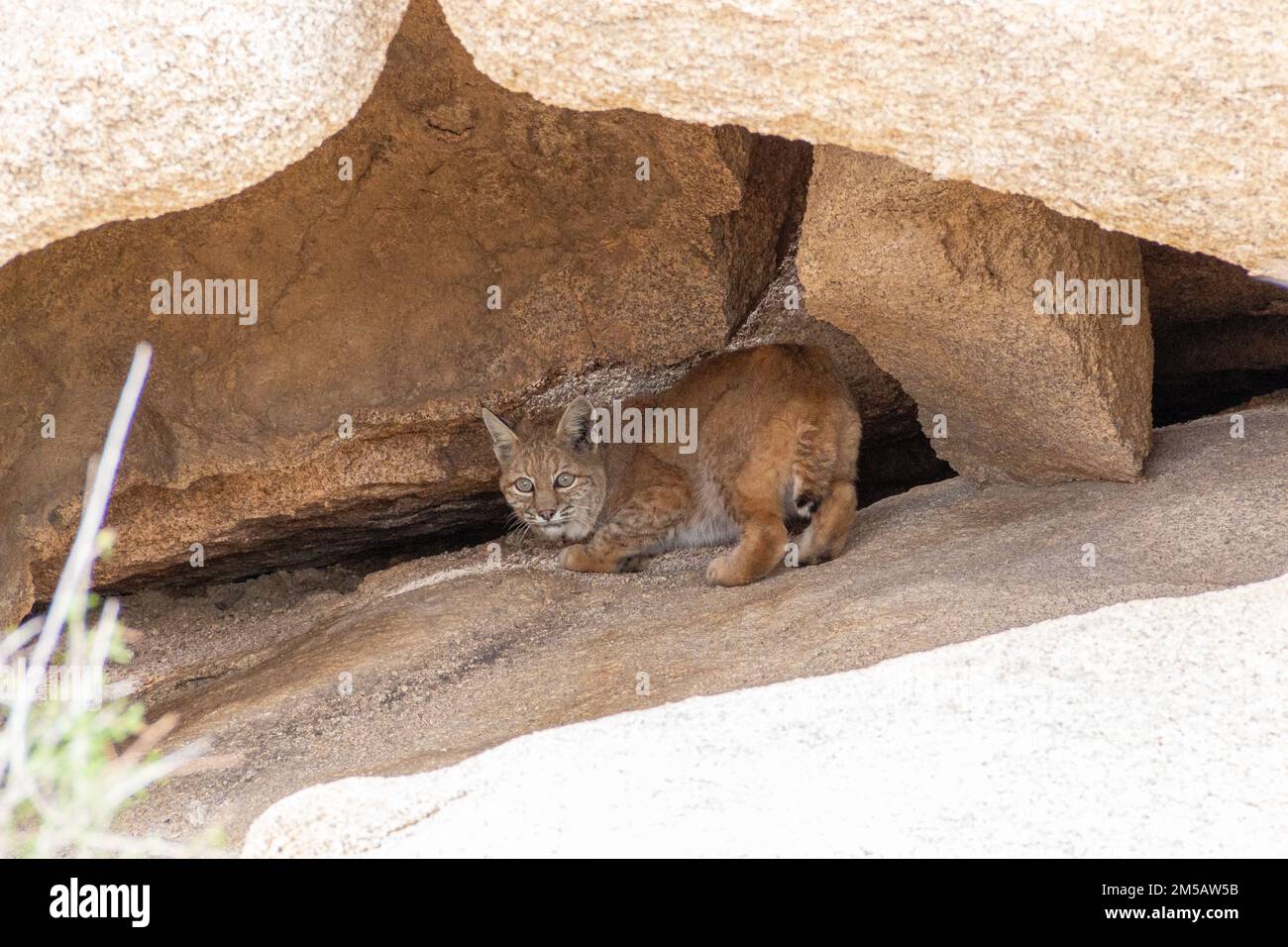 Hides bill hi-res stock photography and images - Alamy