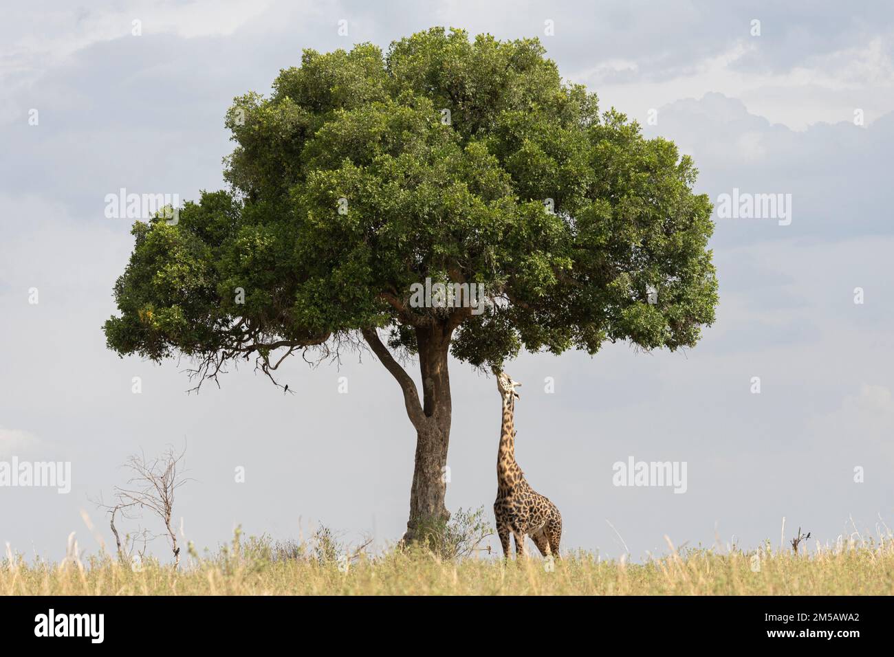 A beautiful shot of a giraffe reaching and eating from a tree Stock ...