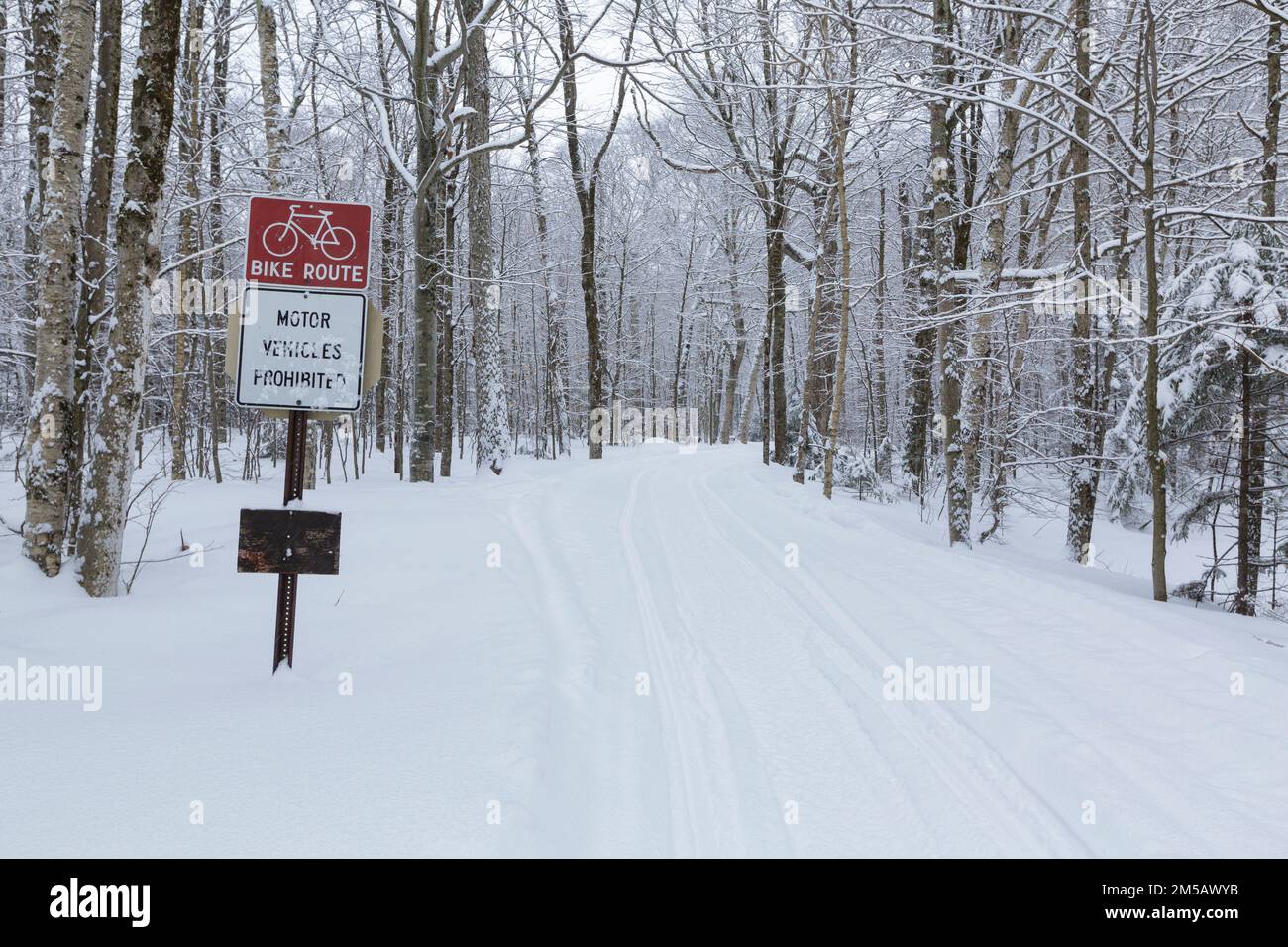 Snow covered forest along the Franconia Notch Bike Path, near Lafayette ...