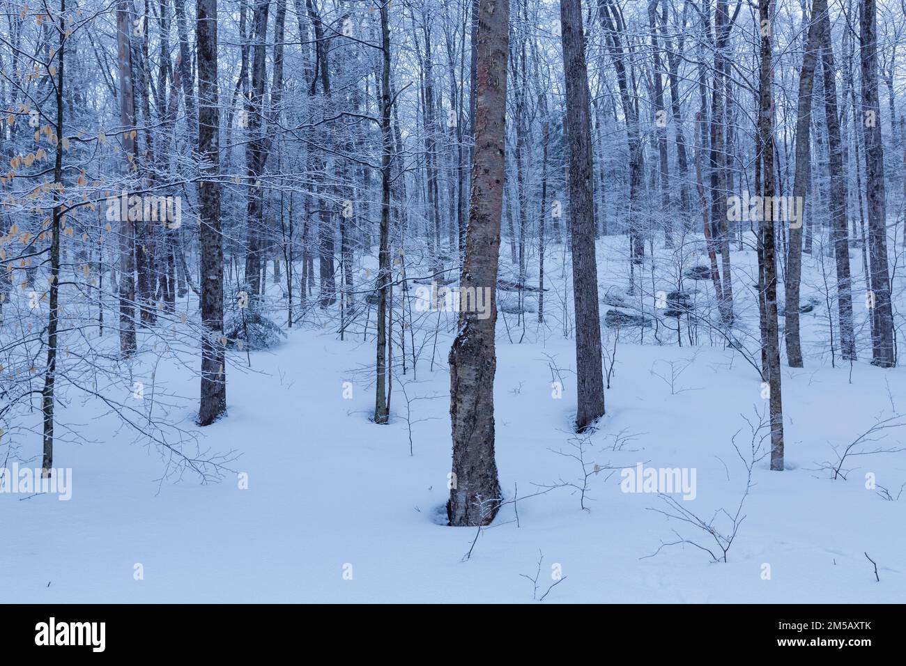 Snow covered forest near the Flume Gorge Visitor Center in Franconia ...