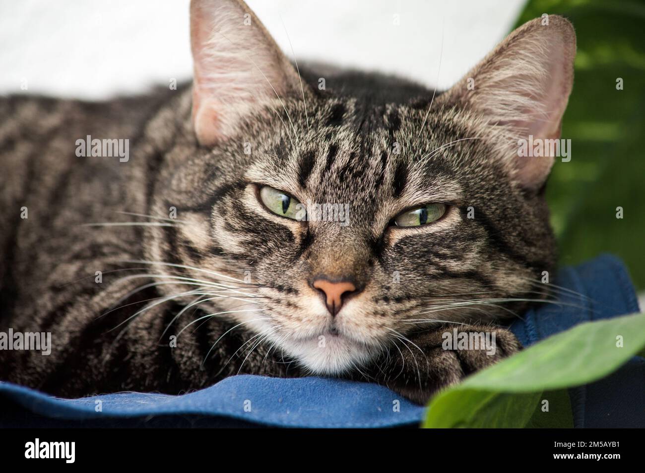 a closeup of a sleepy cute gray striped cat Stock Photo - Alamy