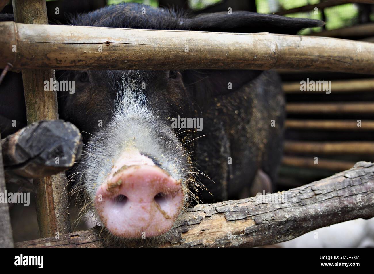 Pig trapped inside a pigsty. The pig is a non-ruminant bunodont mammal ...