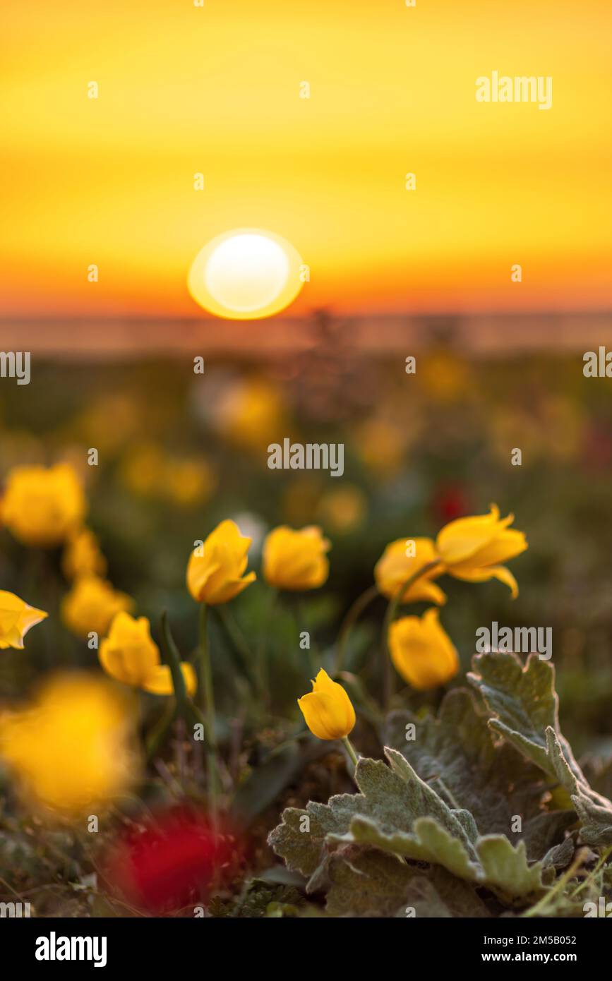 Wild tulip flowers at sunset, natural seasonal background. Multi ...