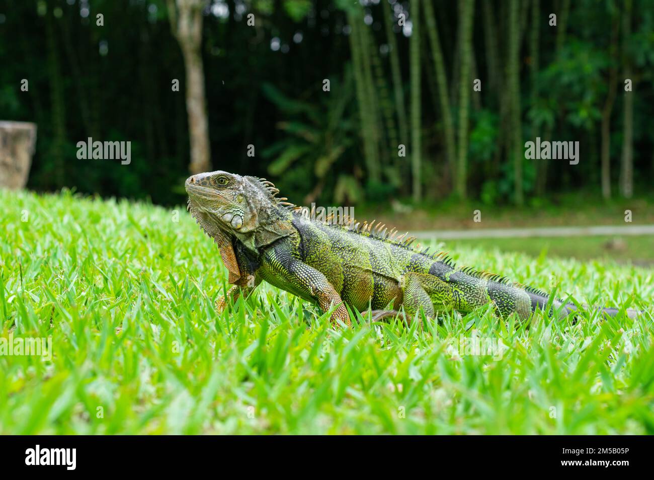 South American female green iguana, walking on the grass, located in a ...
