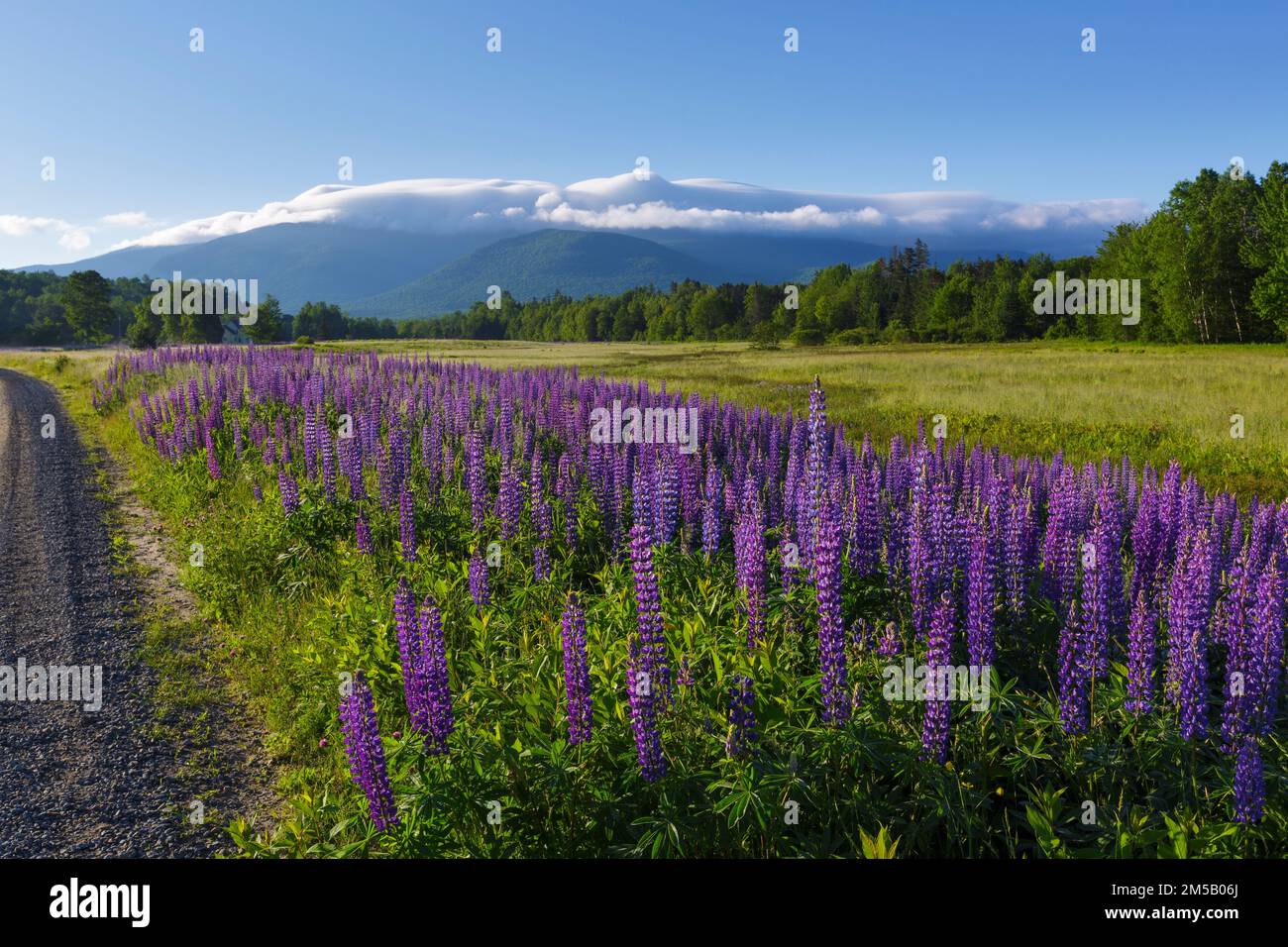 Purple lupine along Valley Road in Jefferson, New Hampshire on a spring ...