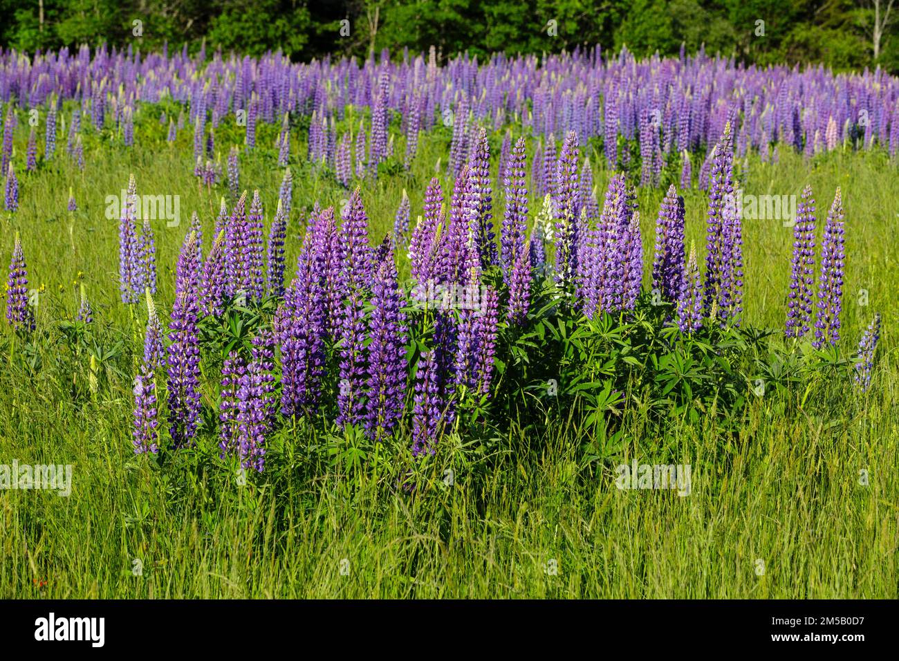Purple lupine along Valley Road in Jefferson, New Hampshire on a spring ...