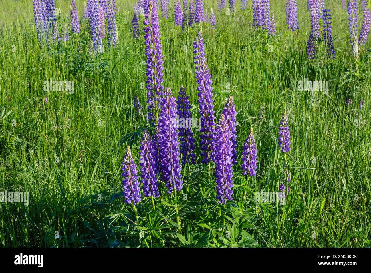 Purple lupine along Valley Road in Jefferson, New Hampshire on a spring ...