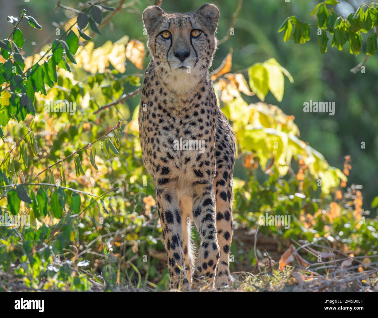 a cheetah at the Kansas City Zoo Stock Photo - Alamy