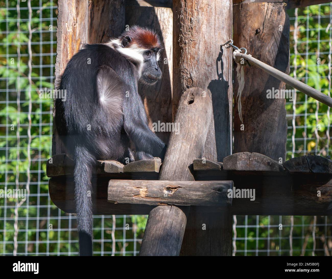 a collared mangabey monkey at the KC Zoo Stock Photo - Alamy