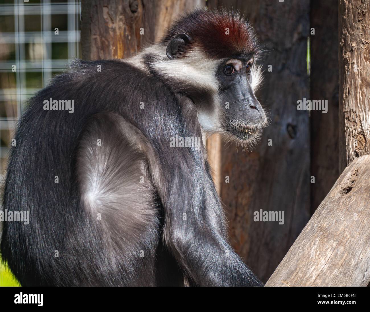 Mangabey monkey hi-res stock photography and images - Alamy