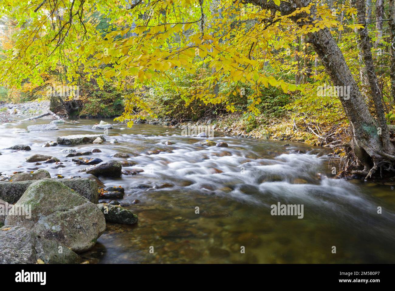 The scenic Gale River in Bethlehem, New Hampshire on an autumn morning ...