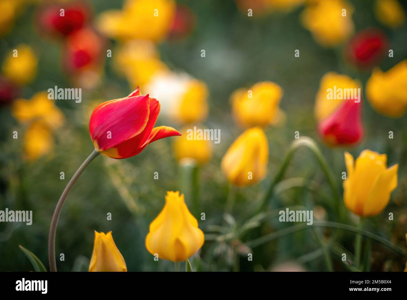 Wild tulip flowers at sunset, natural seasonal background. Multi ...