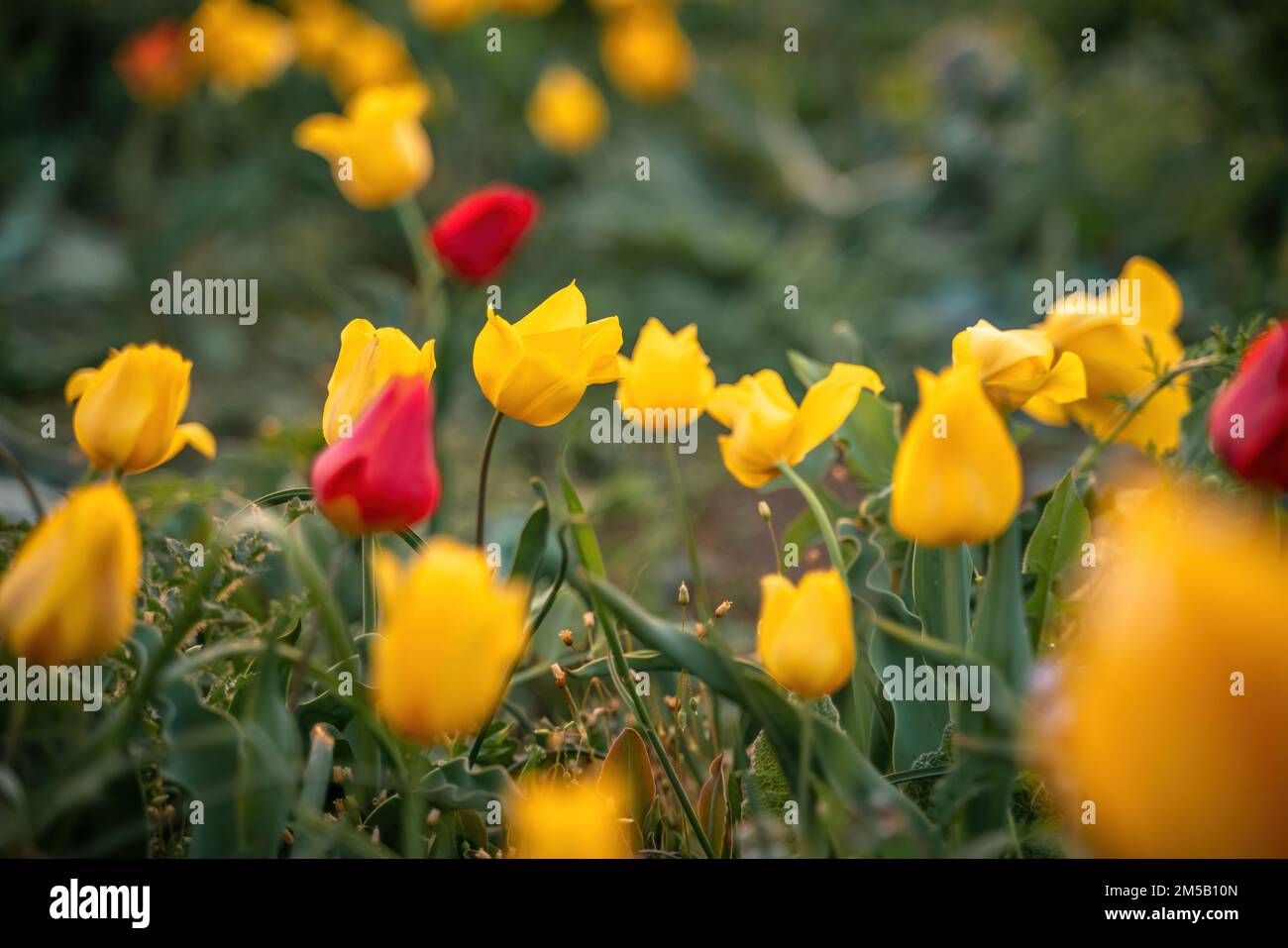 Wild tulip flowers at sunset, natural seasonal background. Multi ...