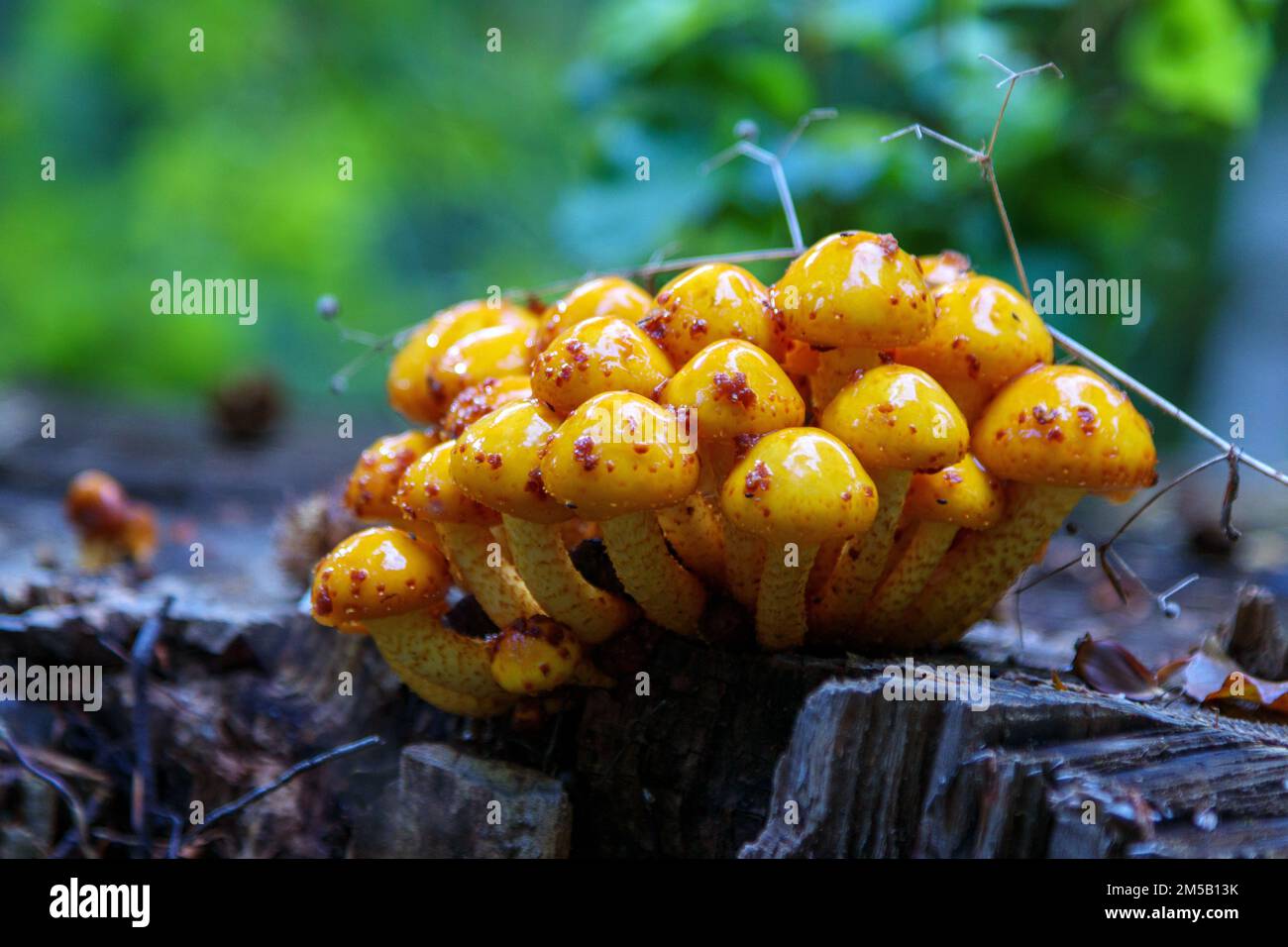 A closeup shot of the golden scalycap fungus growing on a broken tree ...