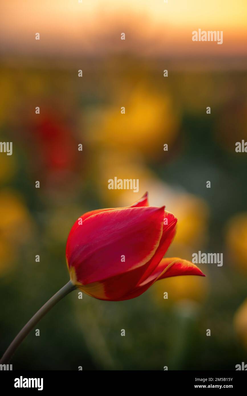 Wild tulip flowers at sunset, natural seasonal background. Multi ...