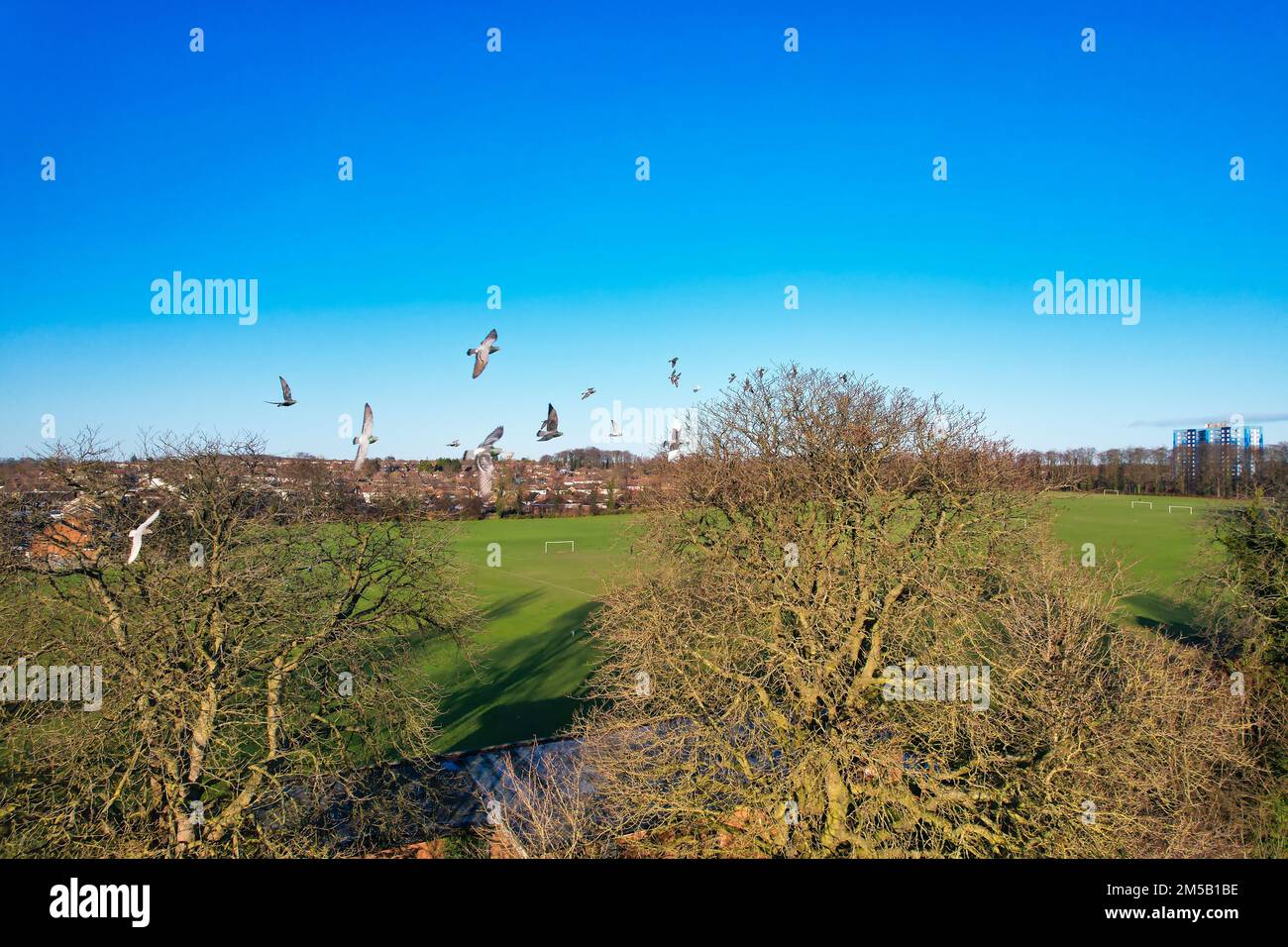 Countryside pigeons hi-res stock photography and images - Alamy