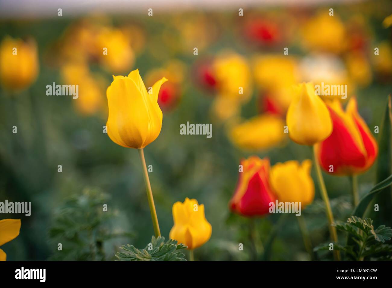 Wild tulip flowers at sunset, natural seasonal background. Multi ...