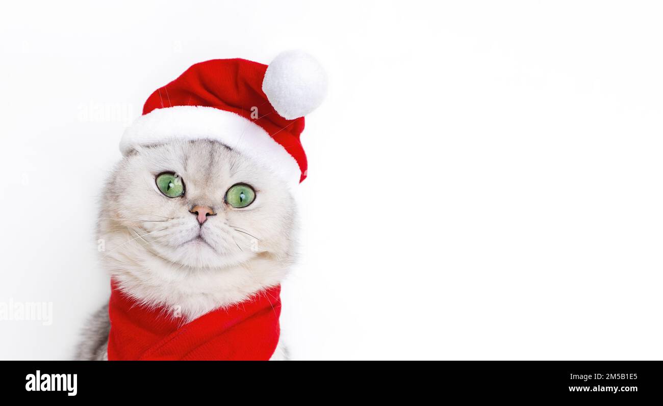Wide banner with a cute white cat, in the red cap of Santa Claus Stock ...