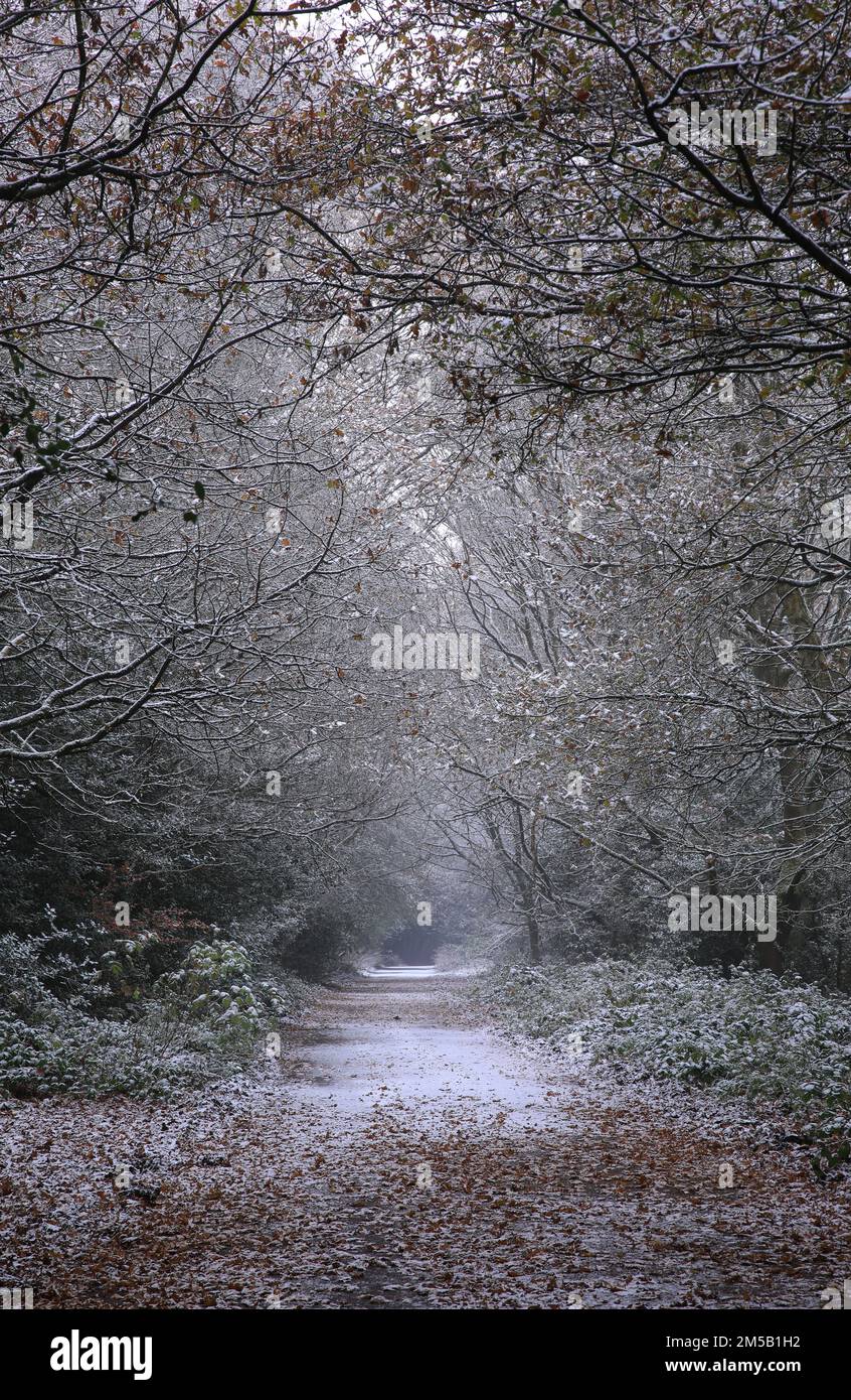 A vertical shot of a pathway in a forest in Birmingham, United Kingdom ...