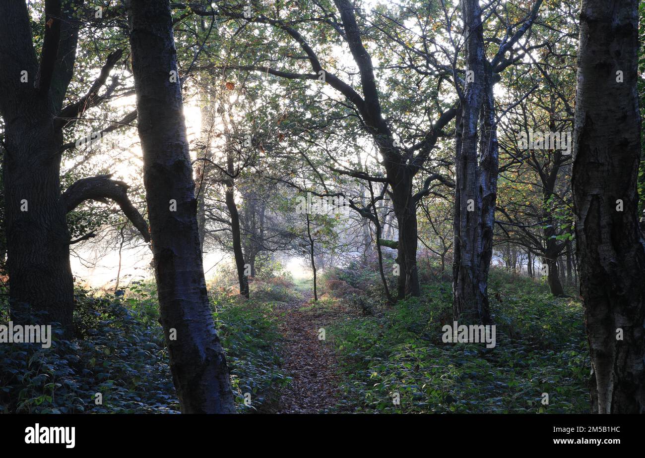 A scenic view of a pathway in a forest in Birmingham, United Kingdom ...