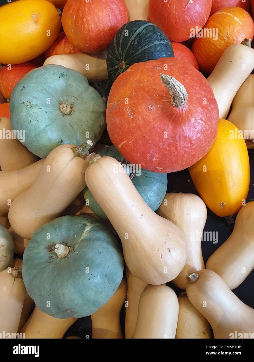 A pile of fresh multi colored pumpkins in a market Stock Photo - Alamy