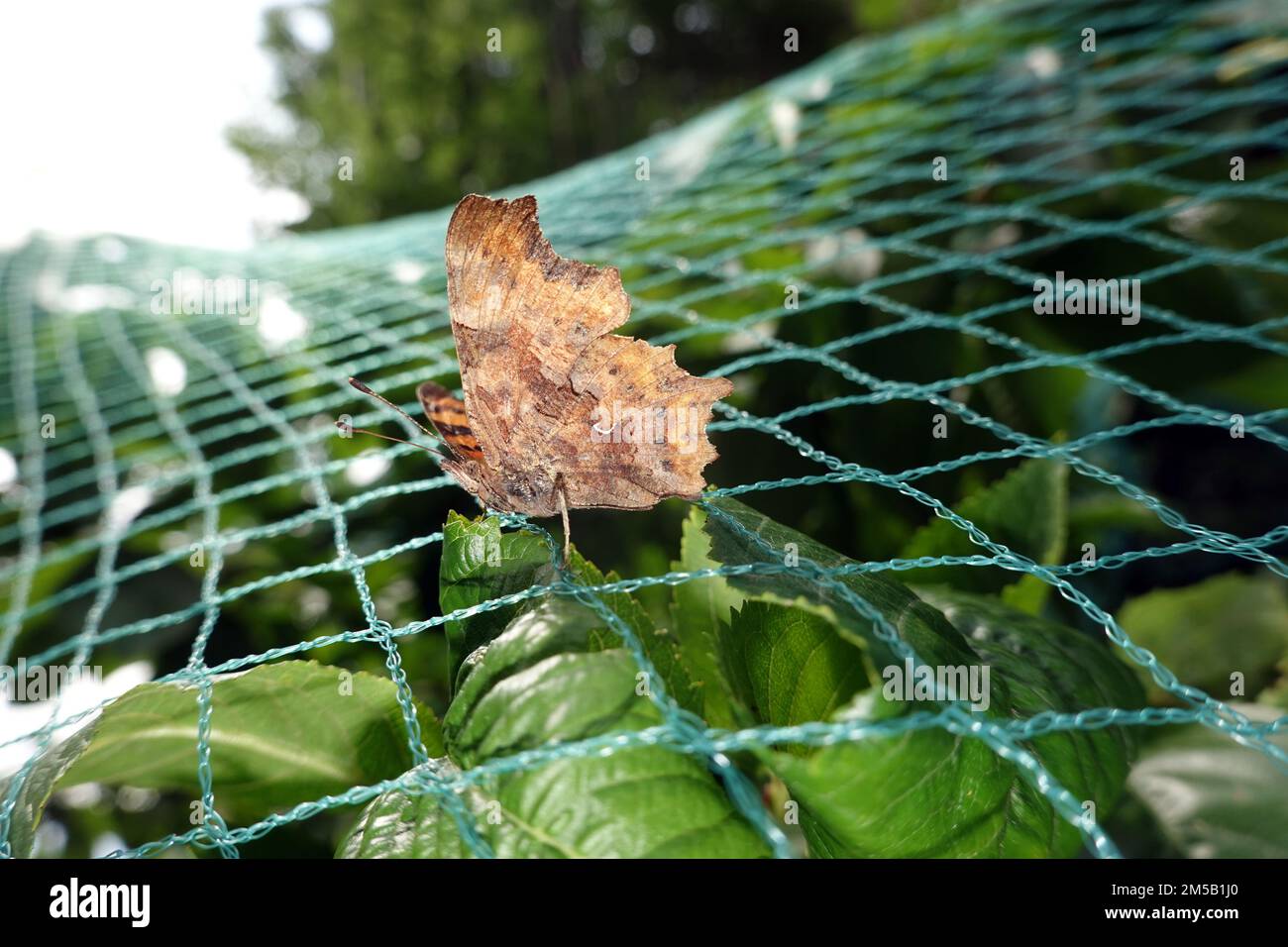C-Falter (Polygonia c-album, Syn.: Nymphalis c-album, auf einem ...